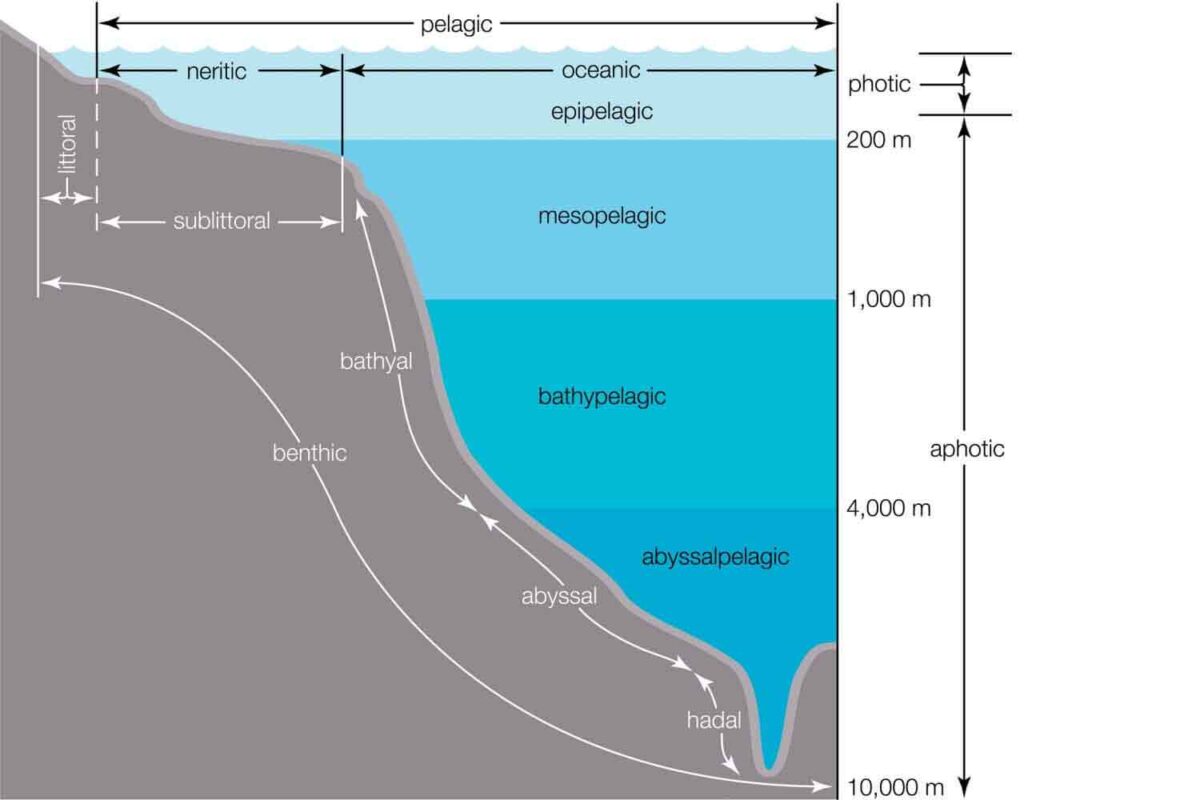 Fondo marino y mar profundo - Qué es, características - The Free Nature