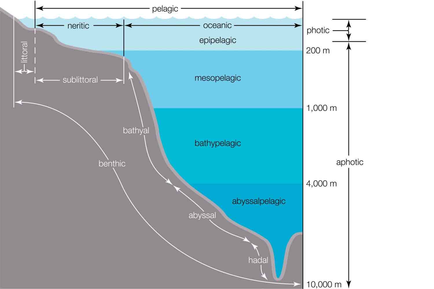Fondo marino y mar profundo - Qué es, características - The Free Nature