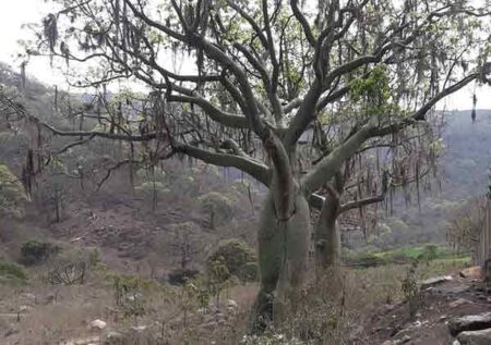 Bosque seco - Características, flora, fauna - The Free Nature