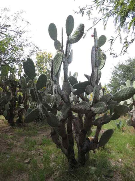 Bosque seco - Características, flora, fauna - The Free Nature
