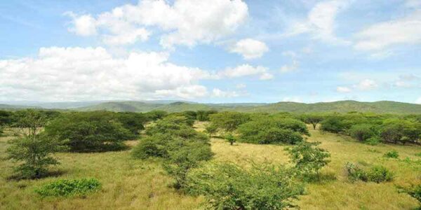 Bosque seco - Características, flora, fauna - The Free Nature