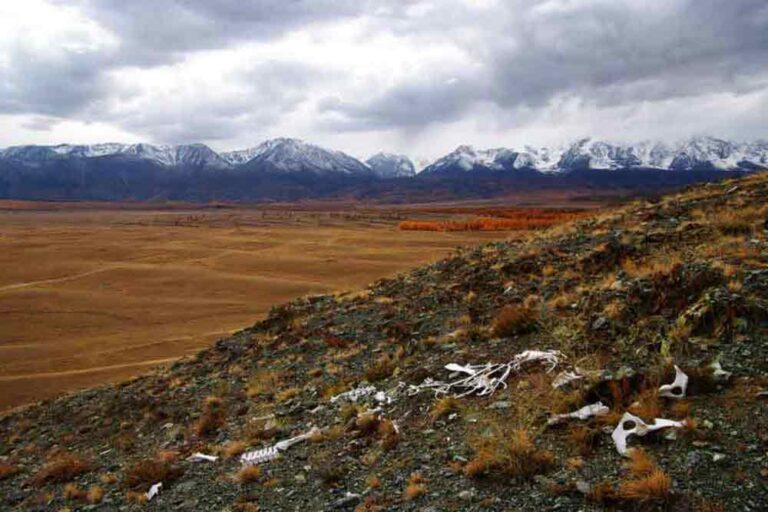 Estepas - Características, tipos de estepas - The Free Nature