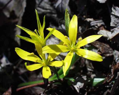 Estepa asiática - Características, flora, fauna - The Free Nature