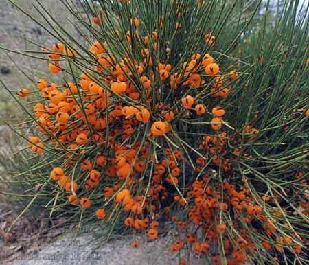 Estepa euroasiática - Características, flora, fauna - The Free Nature