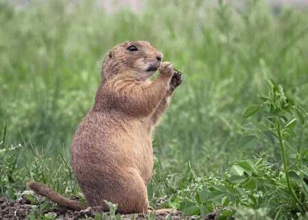 Estepa norteamericana - Características, flora, fauna - The Free Nature