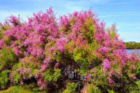 Marismas - Qué son, características, flora, fauna - The Free Nature