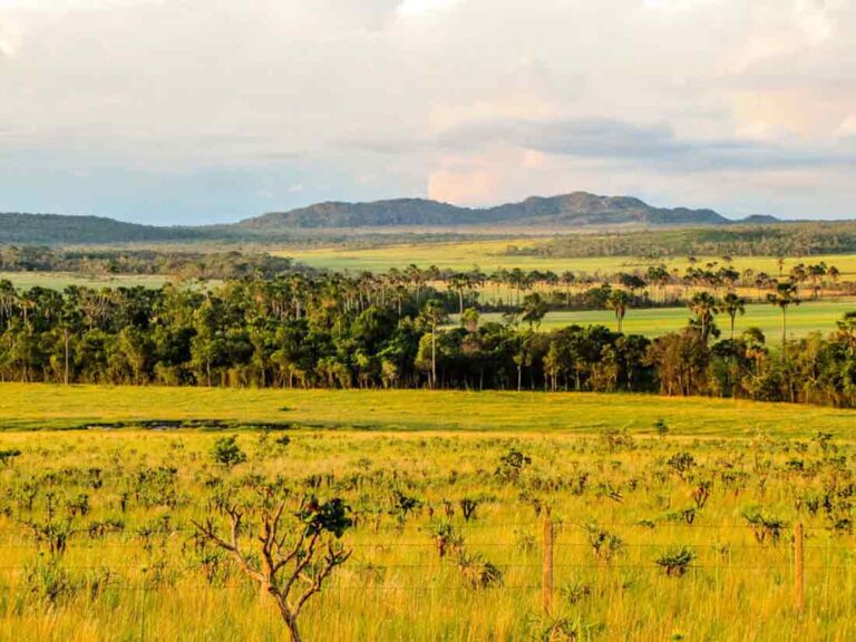 Pradera tropical - Características, flora, fauna - The Free Nature