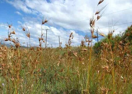 Pradera tropical - Características, flora, fauna - The Free Nature