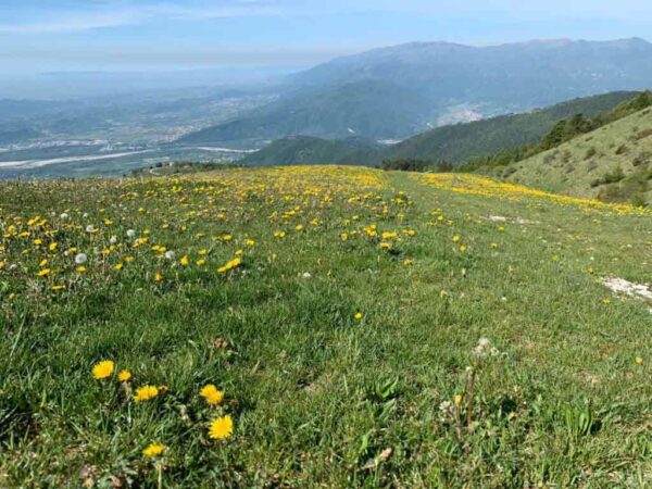 Pradera: ¿Qué es? - Características, tipos, flora, fauna - The Free Nature