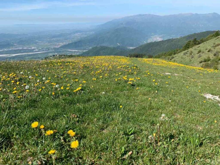 Pradera: ¿Qué es? - Características, tipos, flora, fauna - The Free Nature
