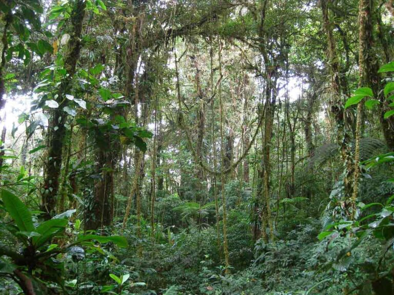 Selva húmeda - Características, flora, fauna - The Free Nature