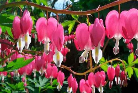 Selva húmeda - Características, flora, fauna - The Free Nature