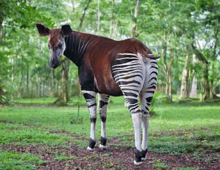 Selva húmeda - Características, flora, fauna - The Free Nature