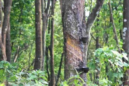 Selva húmeda - Características, flora, fauna - The Free Nature