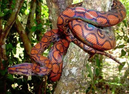 Selva seca - Características, flora, fauna - The Free Nature