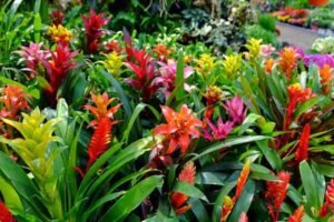 Selva subtropical - Características, flora, fauna - The Free Nature