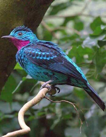 Selva tropical - Características, flora, fauna - The Free Nature