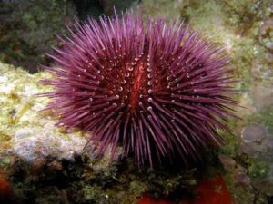 Zonas intermareales - Qué son, características - The Free Nature