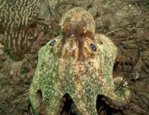 Zonas intermareales - Qué son, características - The Free Nature