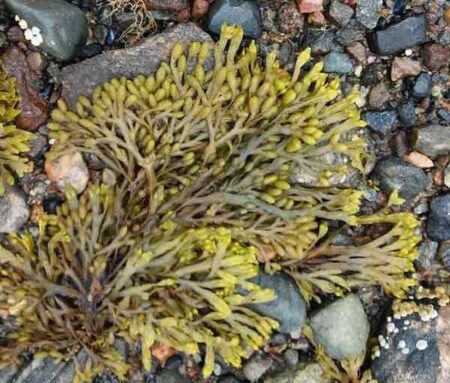 Zonas intermareales - Qué son, características - The Free Nature