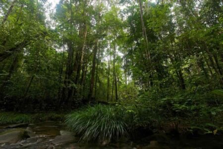 Bosque: ¿Qué es? - Características, tipos, flora, fauna - The Free Nature