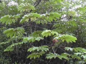 Bosque monzónico - Características, flora, fauna - The Free Nature