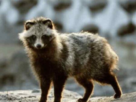 Bosque monzónico - Características, flora, fauna - The Free Nature