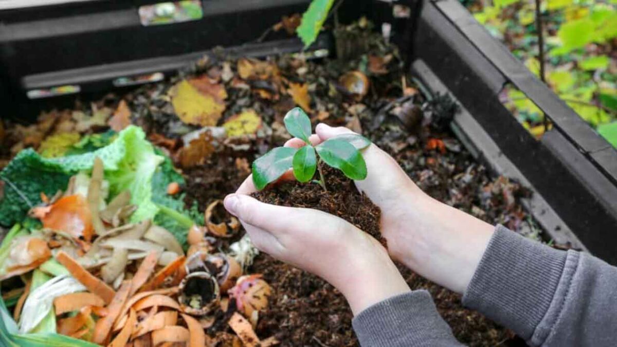 Composta - Qué es, cómo se hace, pasos - The Free Nature