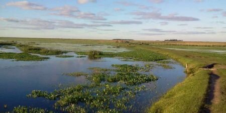 Estero - Qué es - The Free Nature
