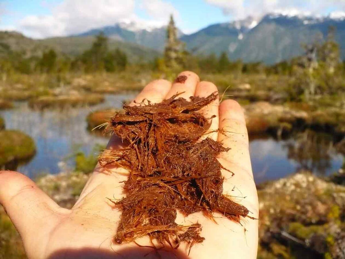 Turberas - Qué son, capas, importancia - The Free Nature