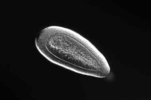 Arrecifes de coral - Qué son, características, cómo se forman - The ...